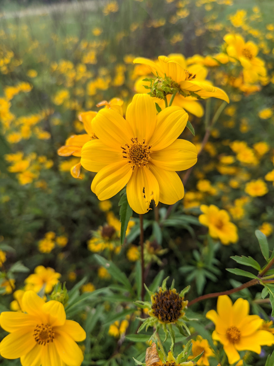 Native Perennials – Field to Cottage Nursery