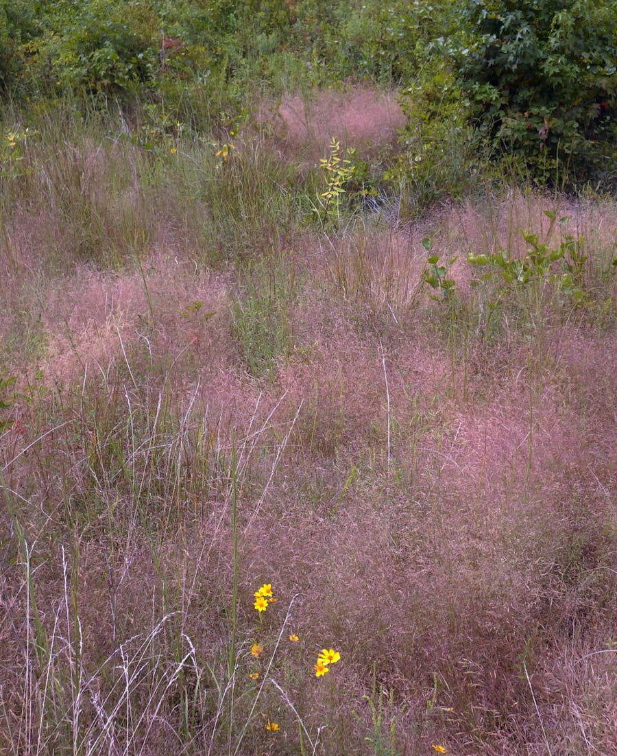 Love Grass, Purple (Eragrostis spectabilis) – Field to Cottage Nursery