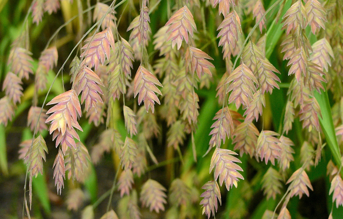Northern Sea Oats Chasmanthium Latifolium