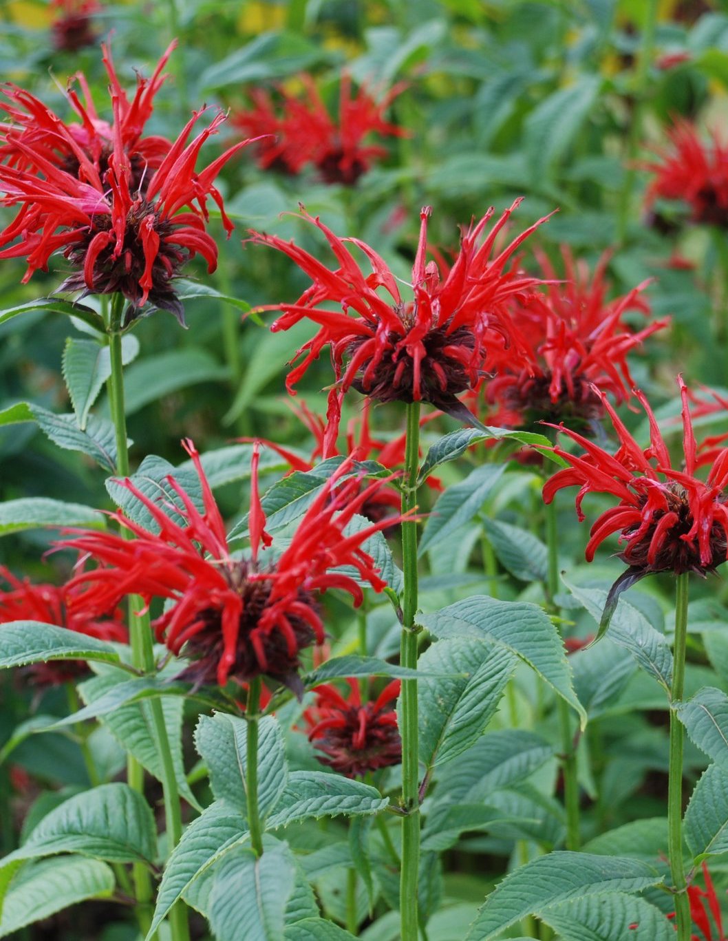 Bee Balm, Scarlet 'Jacob Cline' (Monarda didyma) – Field to Cottage Nursery