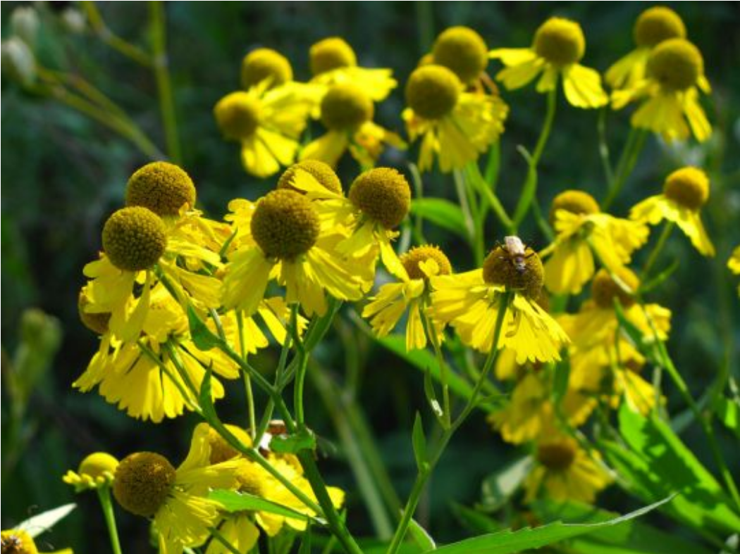 Helen's Flower, Purple-Headed (Helenium flexuosum) – Field to Cottage ...