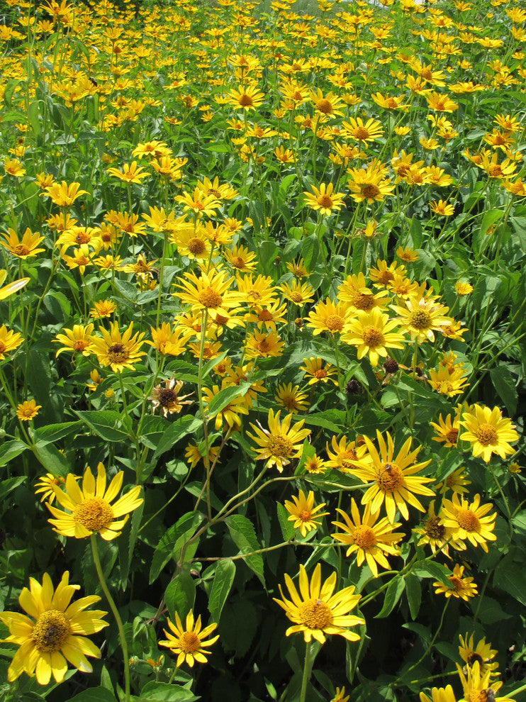 Oxeye Sunflower (Heliopsis helianthoides) – Field to Cottage Nursery