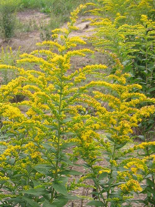 Goldenrod, Wrinkle-Leaf (Solidago rugosa) – Field to Cottage Nursery